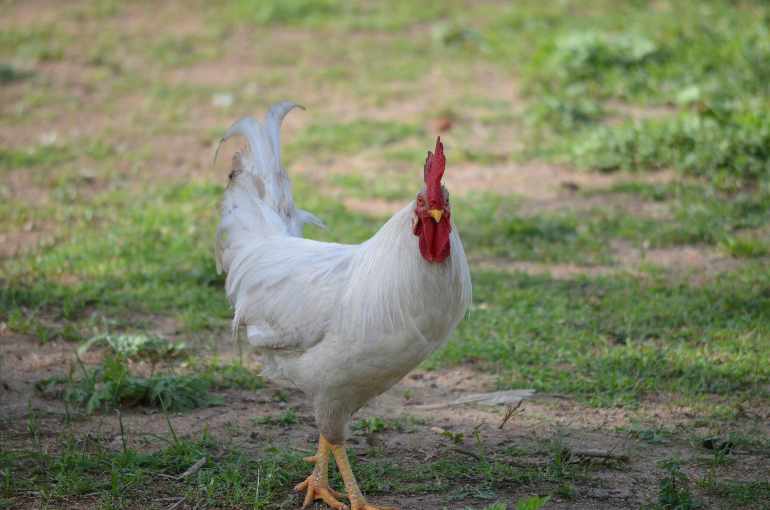 Ground Chicken - Spring Viva